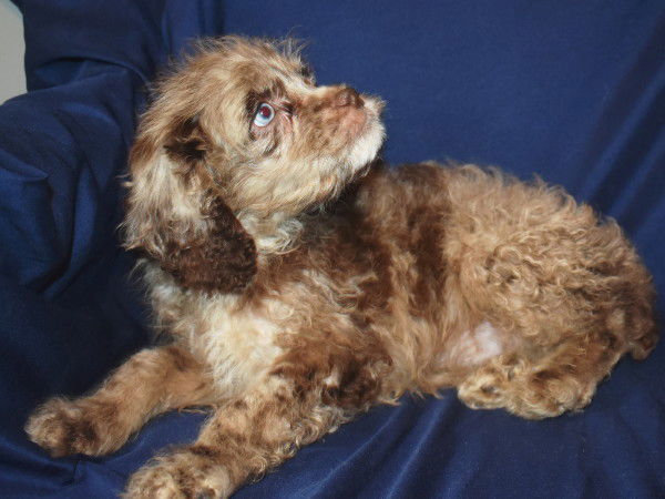 Cockapoo Breeder & Puppies For Sale | Attala County Cockapoos