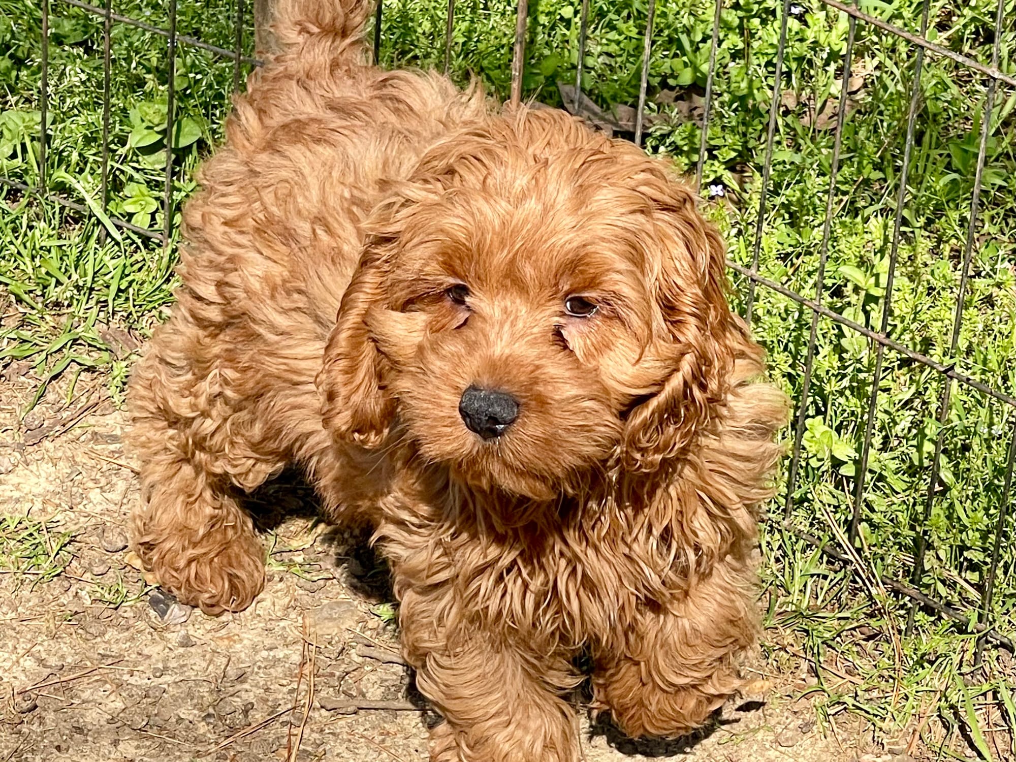 Cockapoo Breeder & Puppies For Sale | Attala County Cockapoos