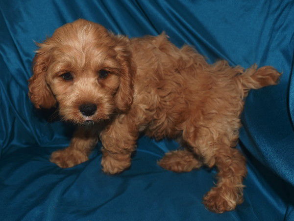 Cockapoo Breeder & Puppies For Sale | Attala County Cockapoos