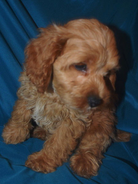Cockapoo Breeder & Puppies For Sale | Attala County Cockapoos