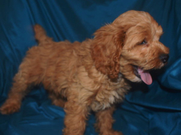 Cockapoo Breeder & Puppies For Sale | Attala County Cockapoos