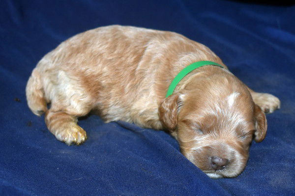 Cockapoo Breeder & Puppies For Sale | Attala County Cockapoos