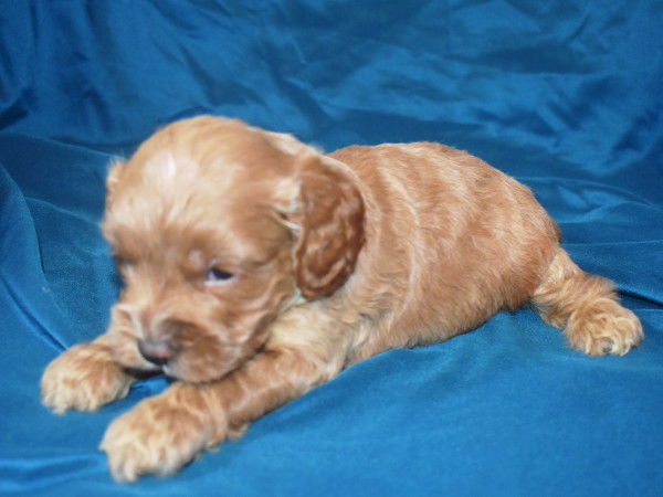 Cockapoo Breeder & Puppies For Sale | Attala County Cockapoos