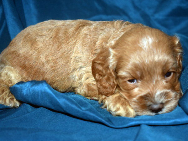 Cockapoo Breeder & Puppies For Sale | Attala County Cockapoos