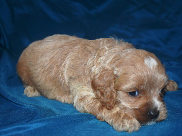 Cockapoo Breeder & Puppies For Sale | Attala County Cockapoos