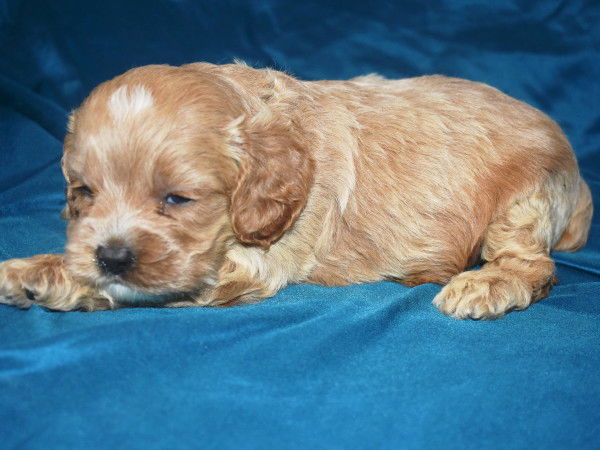 Cockapoo Breeder & Puppies For Sale | Attala County Cockapoos