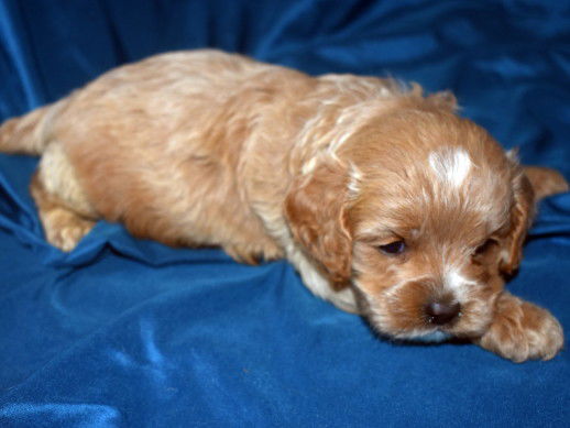 Cockapoo Breeder & Puppies For Sale | Attala County Cockapoos