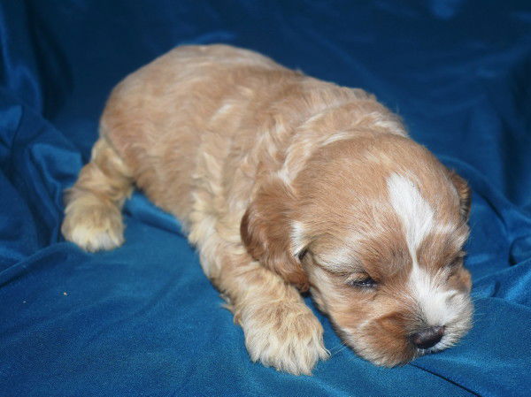 Cockapoo Breeder & Puppies For Sale | Attala County Cockapoos