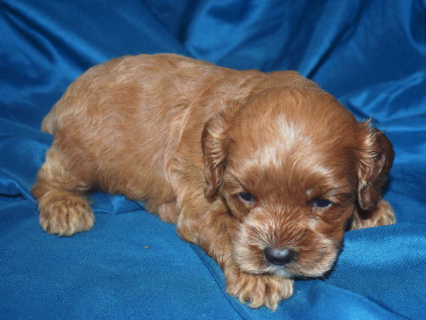 Cockapoo Breeder & Puppies For Sale | Attala County Cockapoos