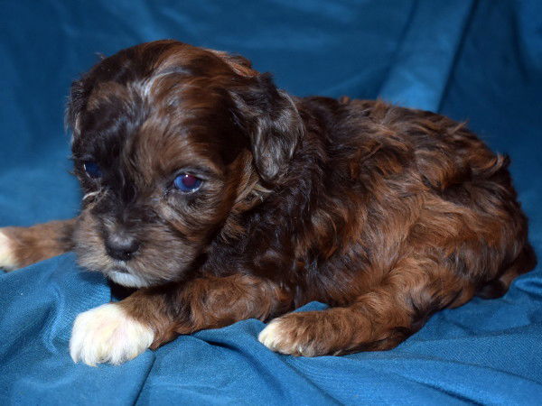 Cockapoo Breeder & Puppies For Sale | Attala County Cockapoos