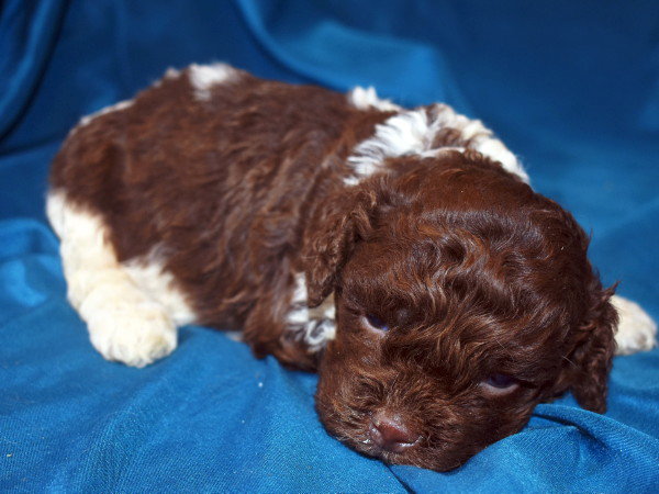 Cockapoo Breeder & Puppies For Sale | Attala County Cockapoos