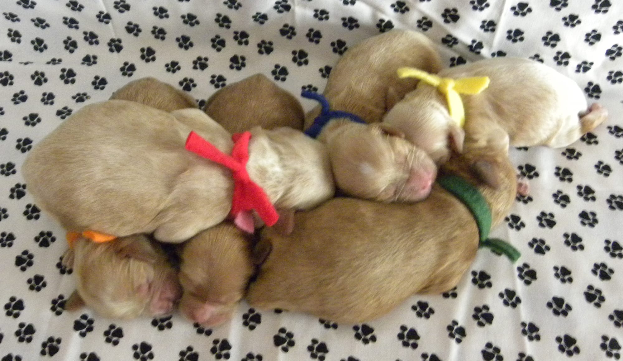 LITTER ANNOUNCEMENTS - Florida Cockapoos