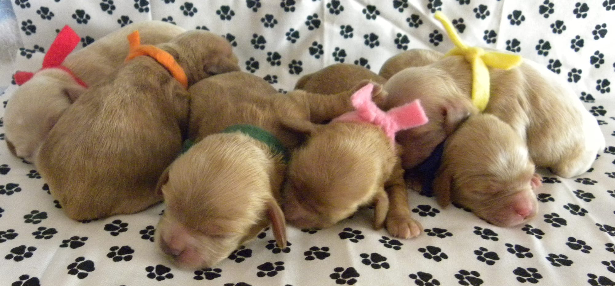 LITTER ANNOUNCEMENTS - Florida Cockapoos