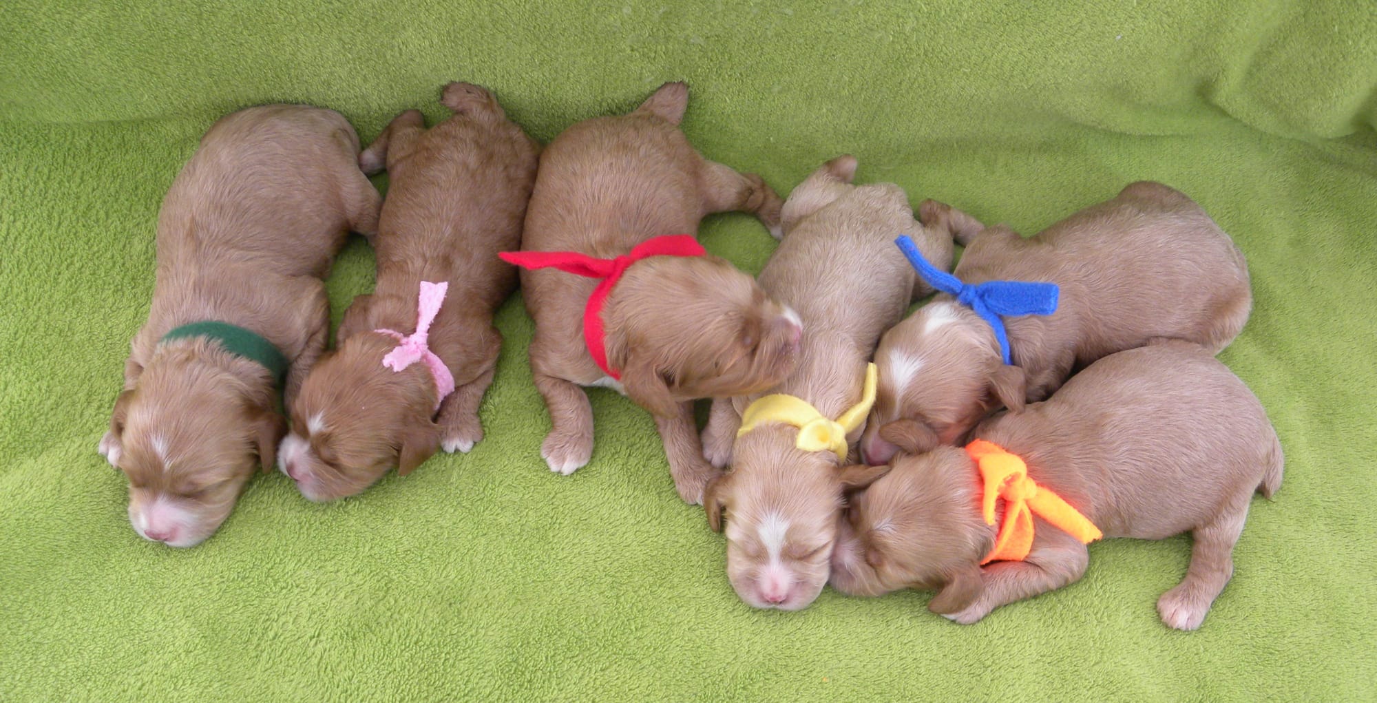 LITTER ANNOUNCEMENTS - Florida Cockapoos