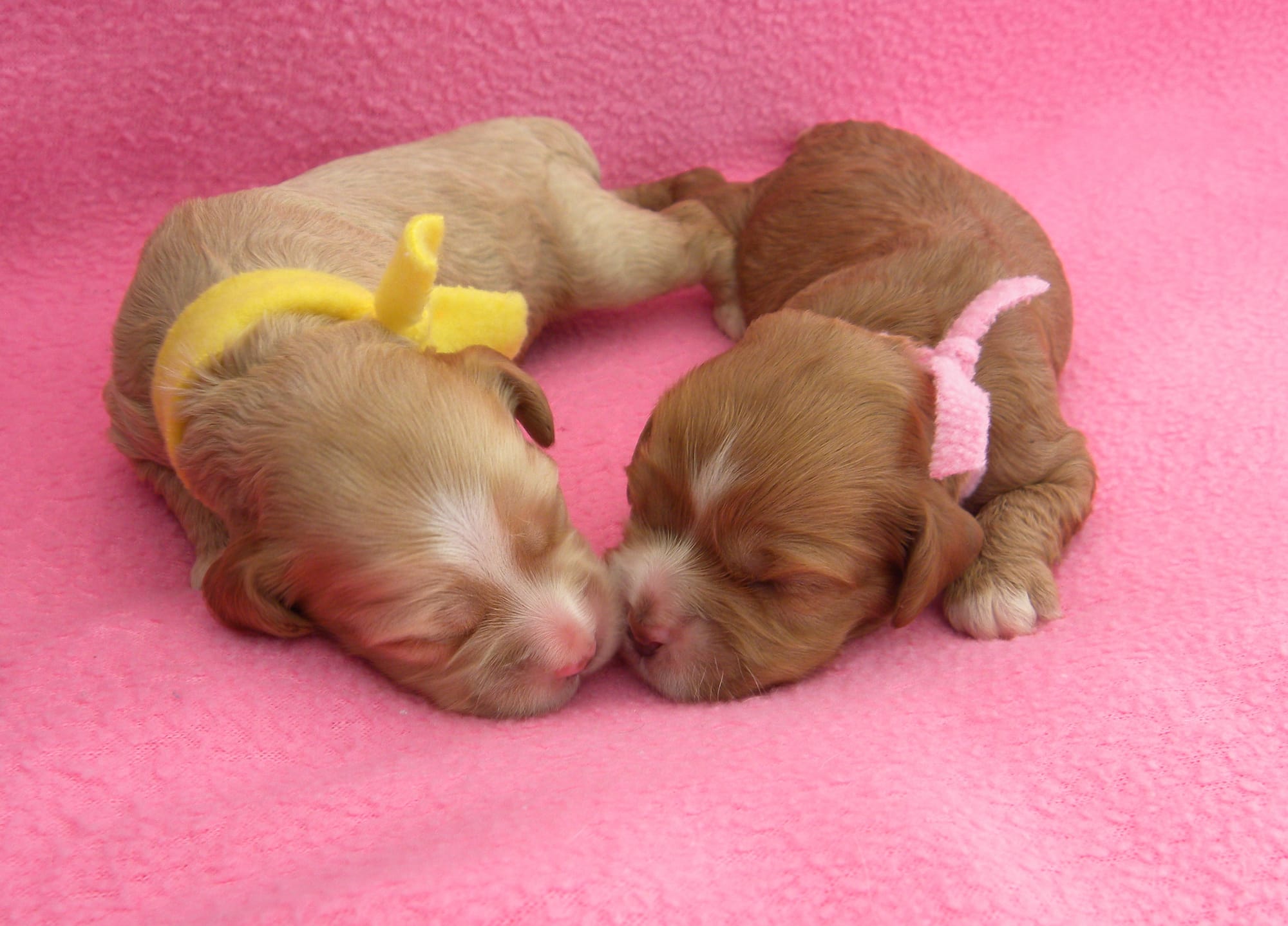 LITTER ANNOUNCEMENTS - Florida Cockapoos