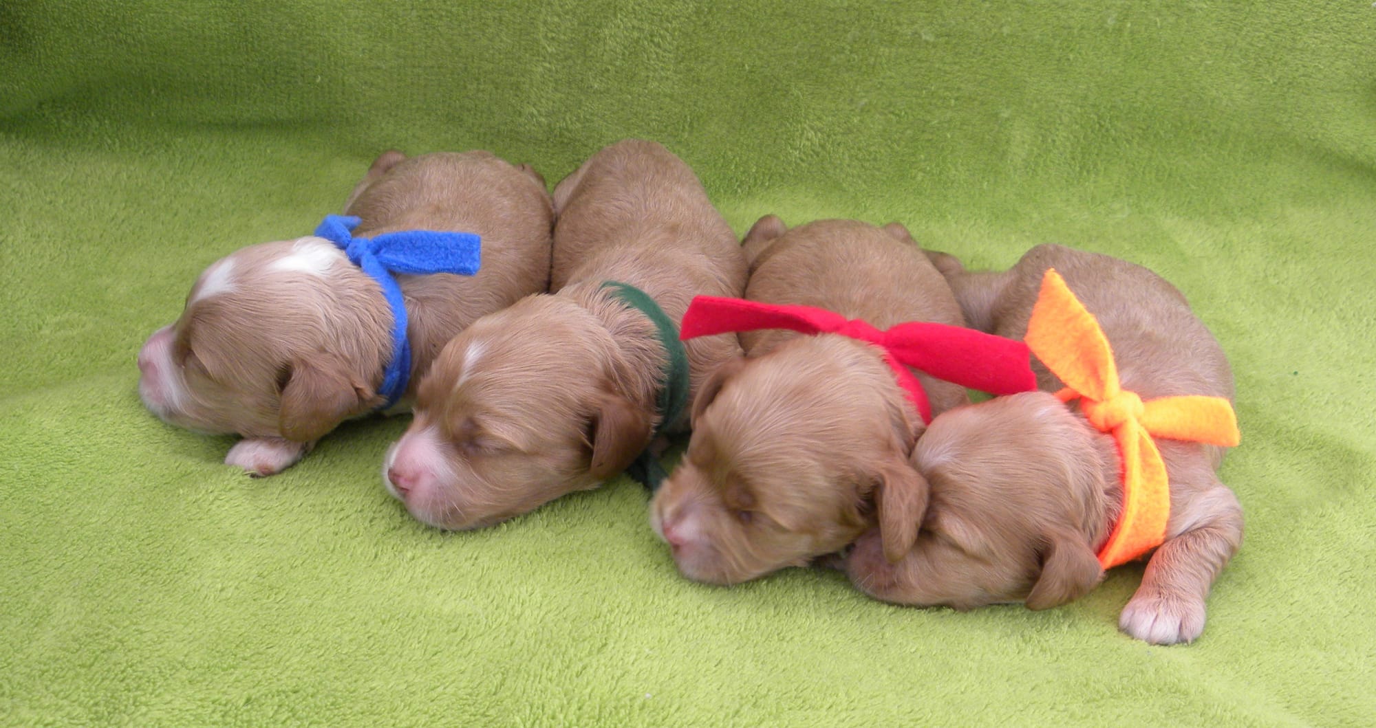 LITTER ANNOUNCEMENTS - Florida Cockapoos