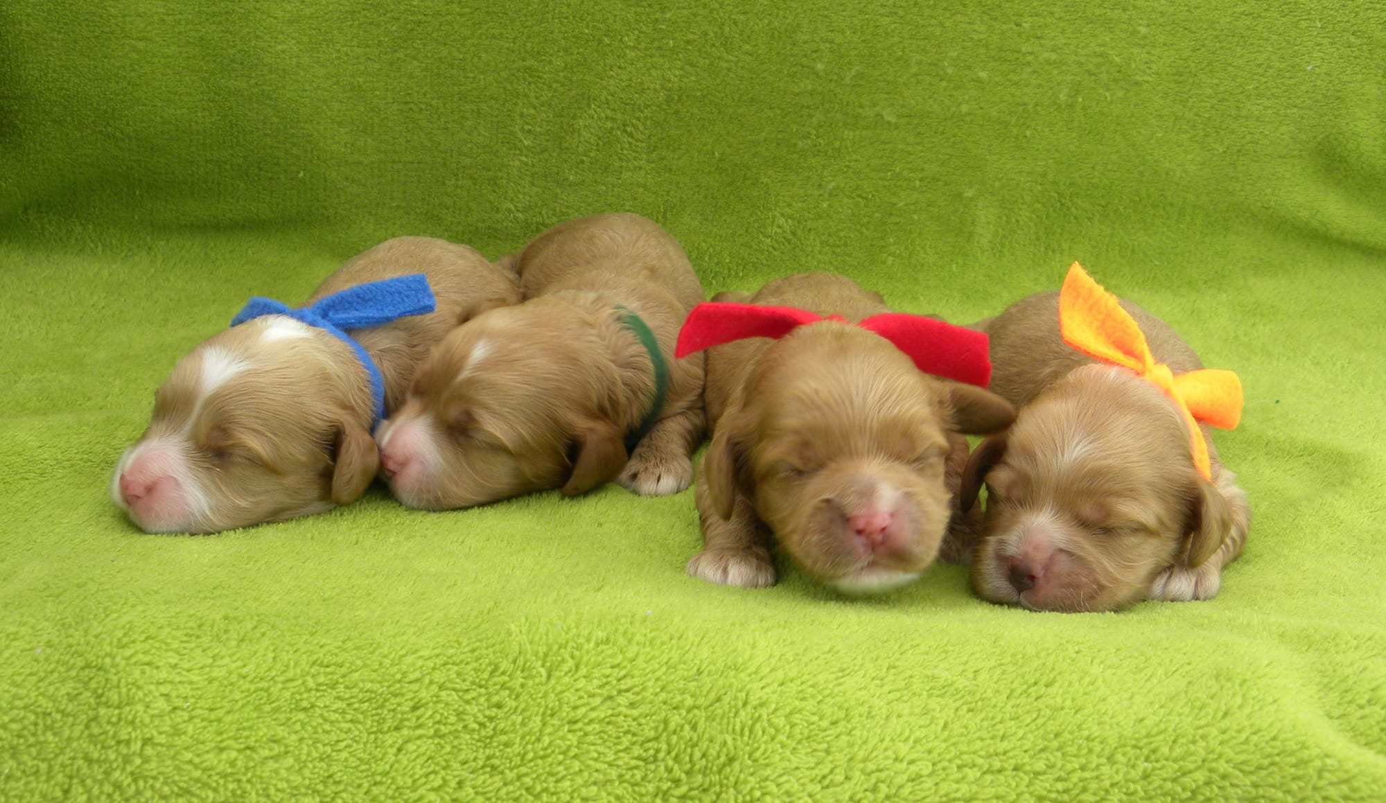 LITTER ANNOUNCEMENTS - Florida Cockapoos