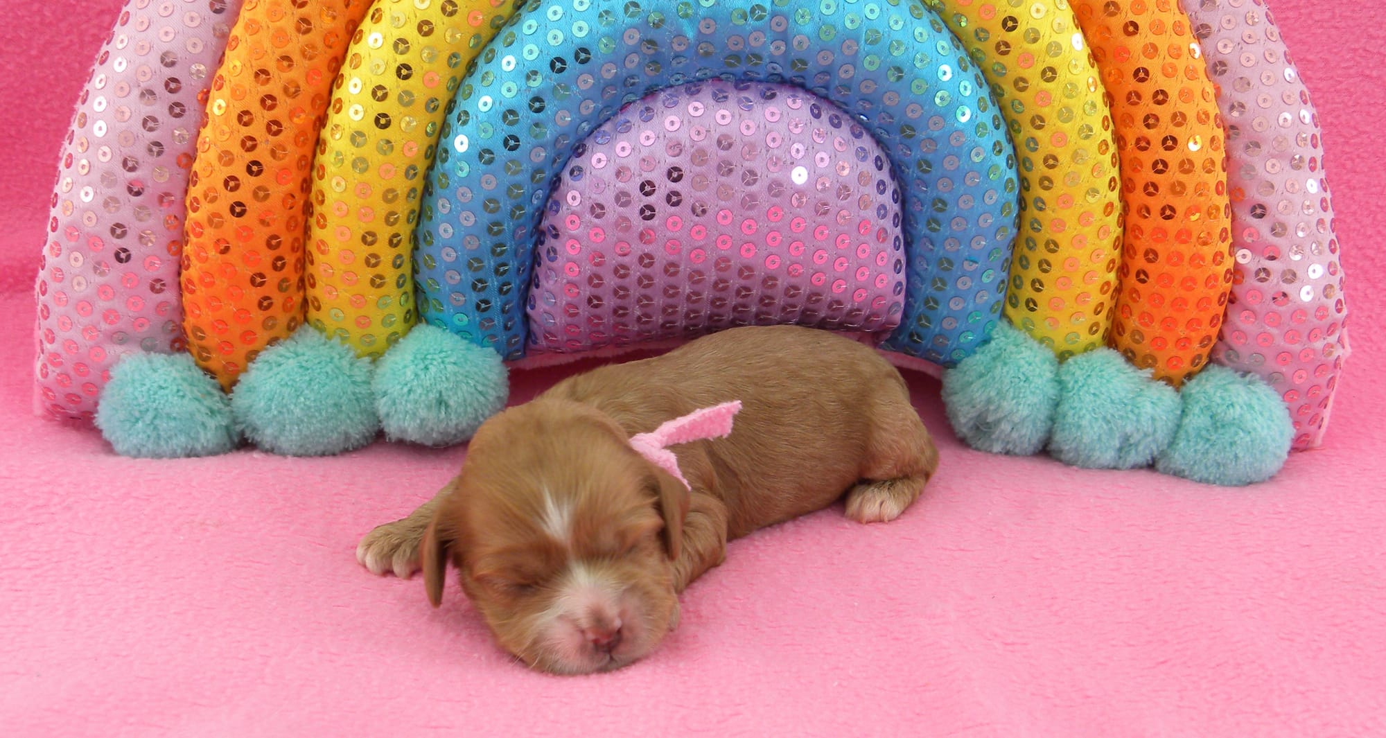 LITTER ANNOUNCEMENTS - Florida Cockapoos