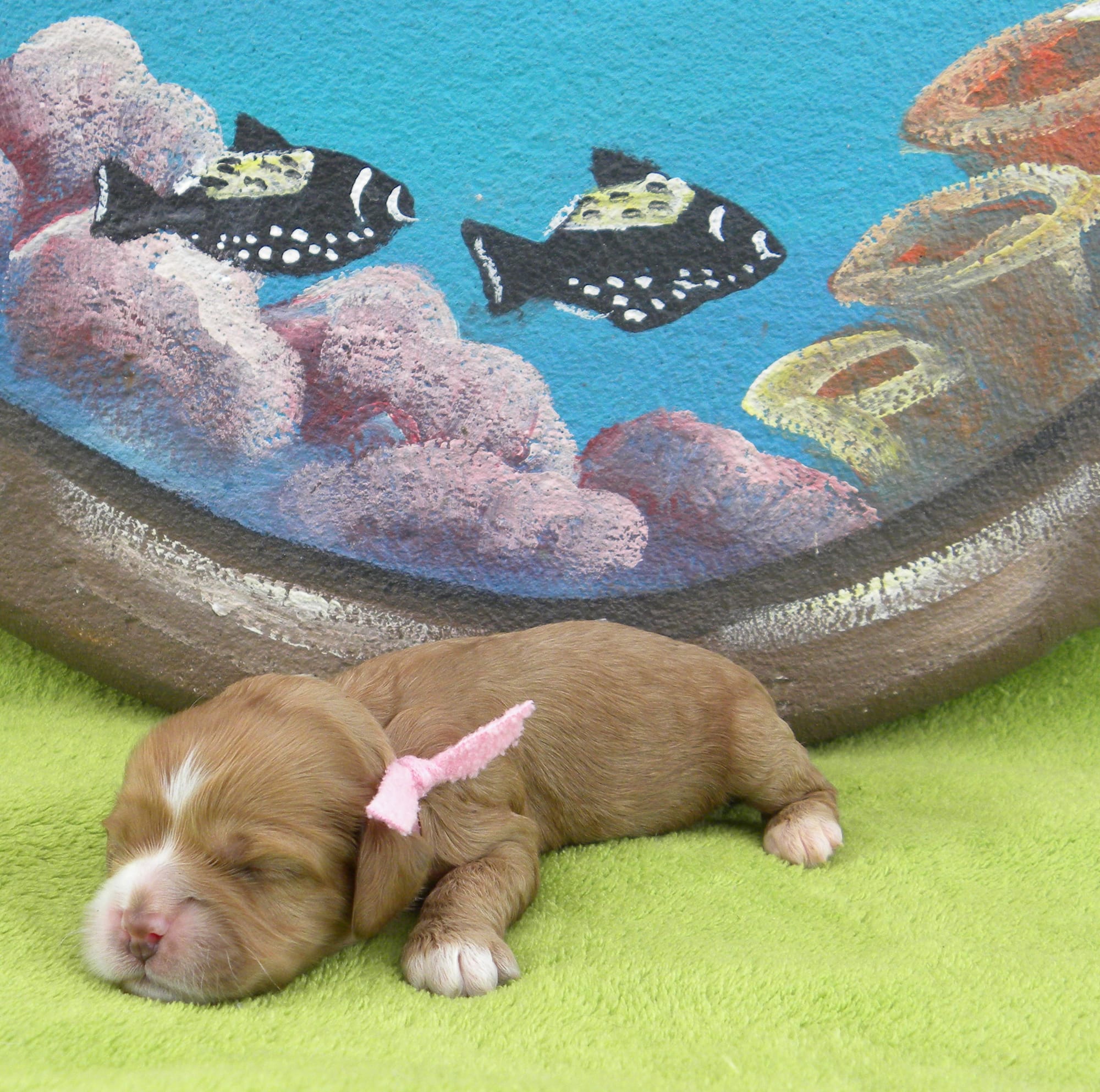 LITTER ANNOUNCEMENTS - Florida Cockapoos