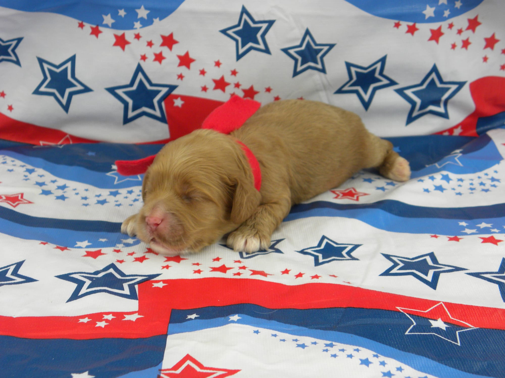 LITTER ANNOUNCEMENTS - Florida Cockapoos