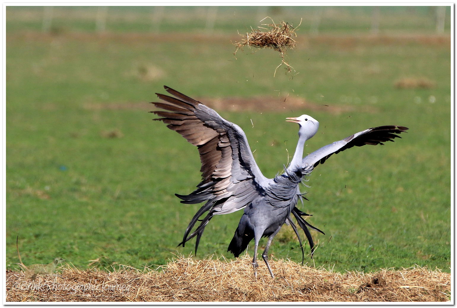 SA's National Bird - Brink's Photographic Journey
