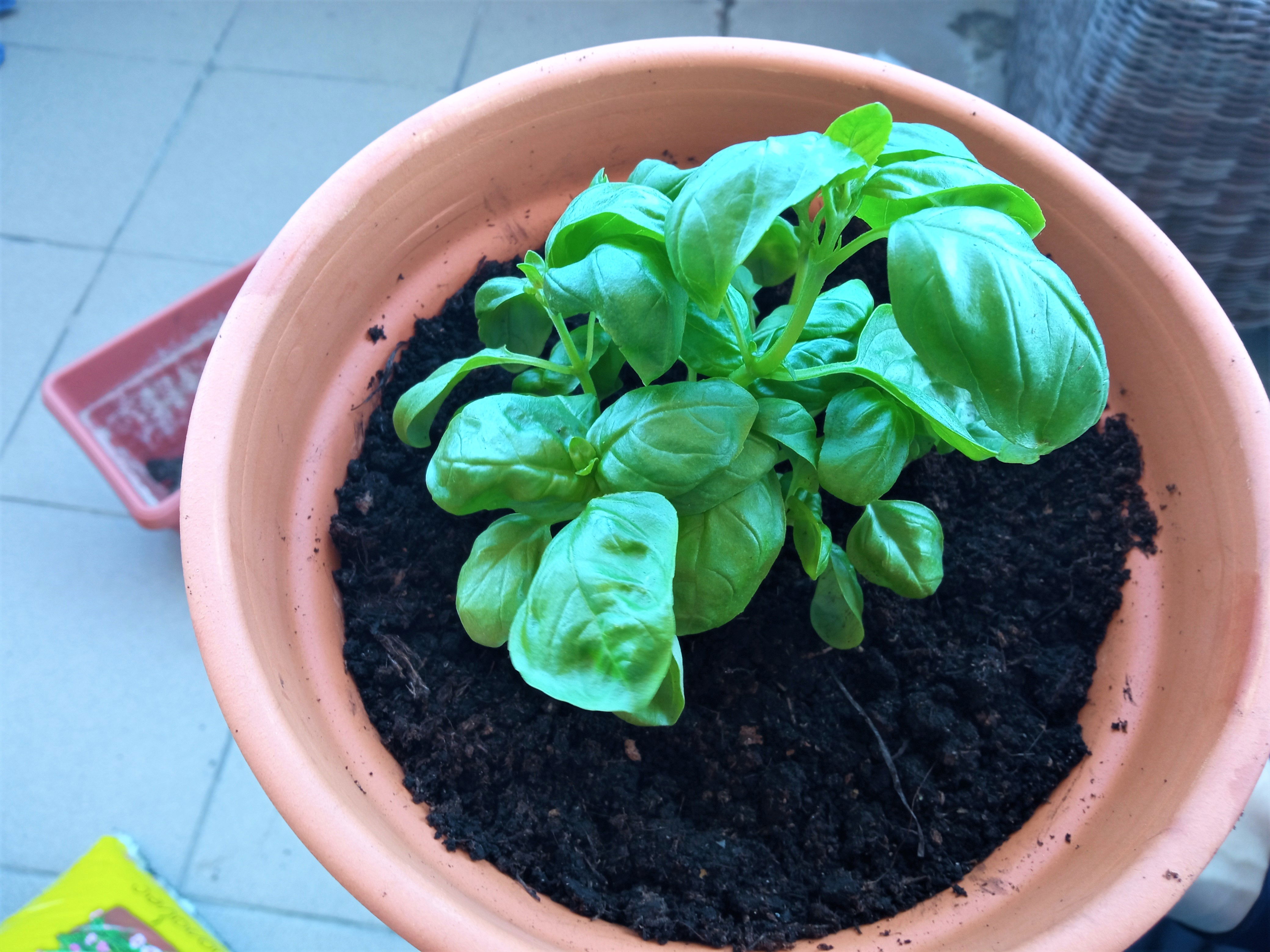 RAre - nije biftek nego RAscvjetani REcept - Racook