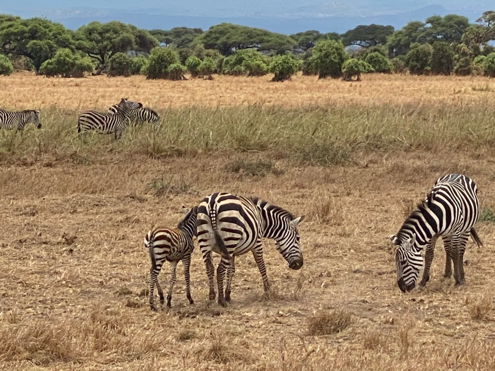 Zebras zebras zebras! And a CAMEI ride!, - Africathroughmyeyes.net