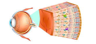l'oeil (MSD) - Cabinet Médical Battisti