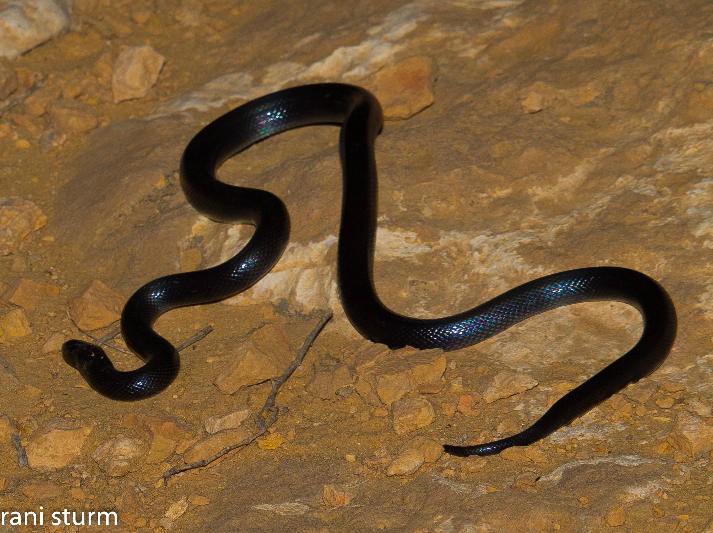 לוכד נחשים גיא פרננדס/ 052-8328488(Atractaspis engaddensis) צפעון שחור