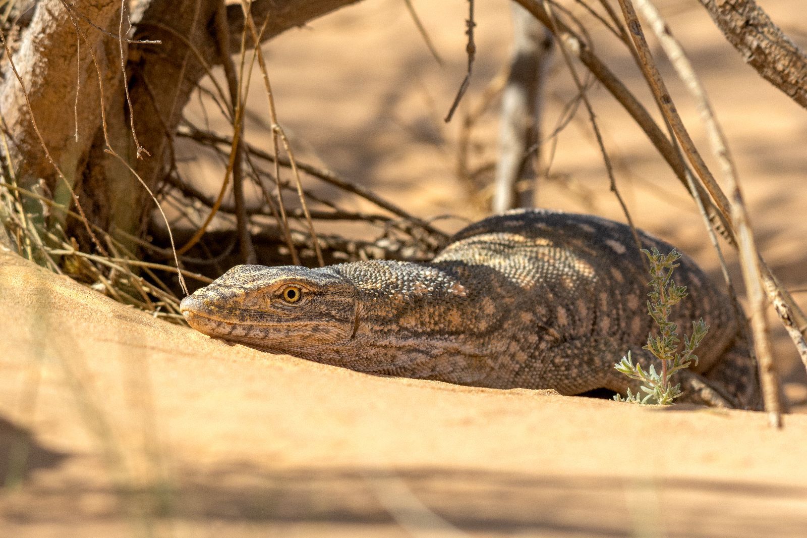 כח אפור Varanus griseus / לוכד נחשים גיא פרננדס