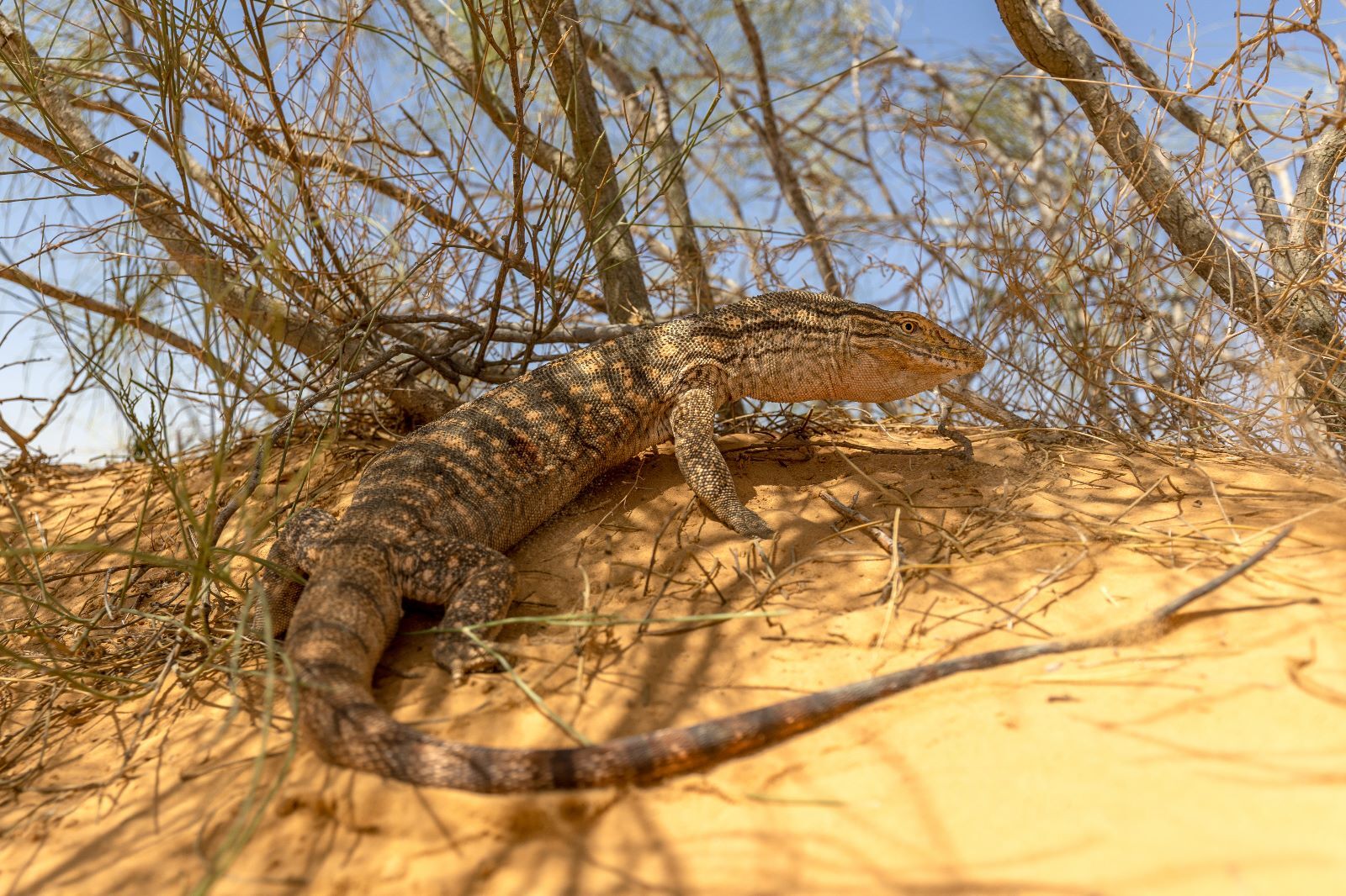 כח אפור Varanus griseus / לוכד נחשים גיא פרננדס