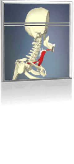 Introducing NLS 3D Scanning - Biostar Technology International - Germany