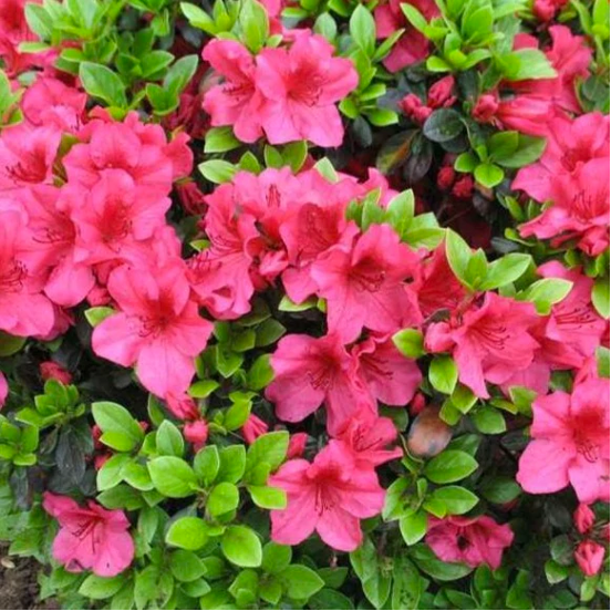 Evergreen Trees & Shrubs - www.bushsbushesnursery.com