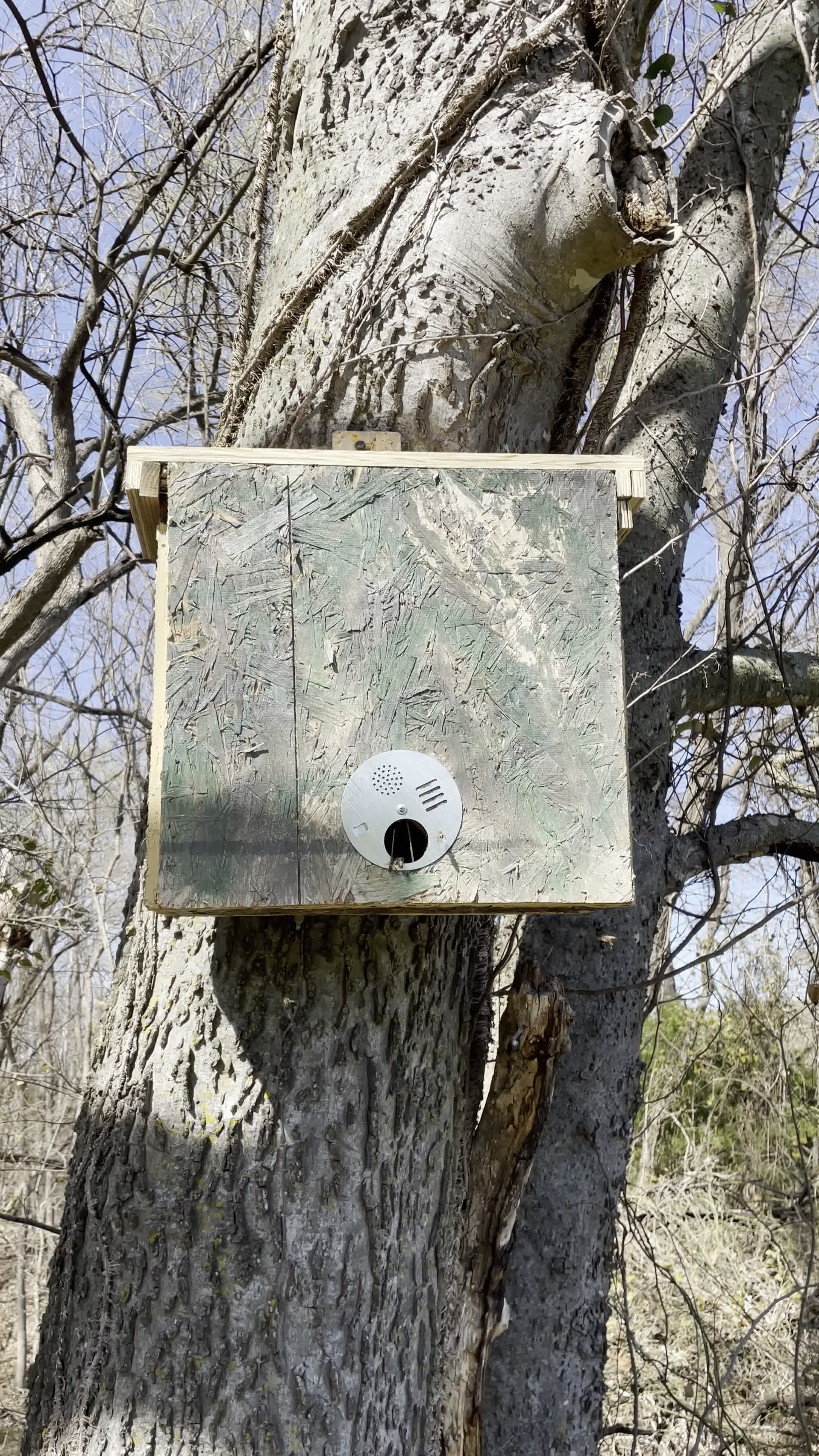 Farrell Farrell Bees