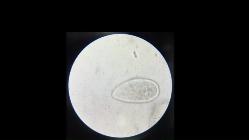 Protozoan Motility & Animal Origins - Shri Institute