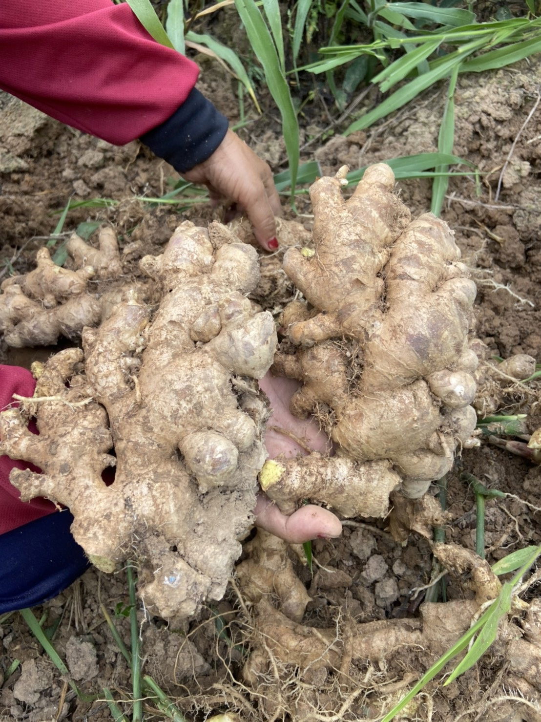 The Farming Process of Ginger in Thailand - GINGER THAI