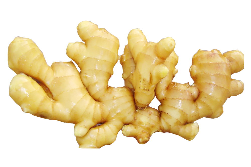 Difference between Young Ginger and Old Ginger - GINGER THAI