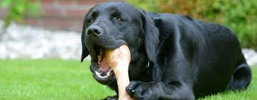 L'importance de la mastication chez le chien - éduca-dog