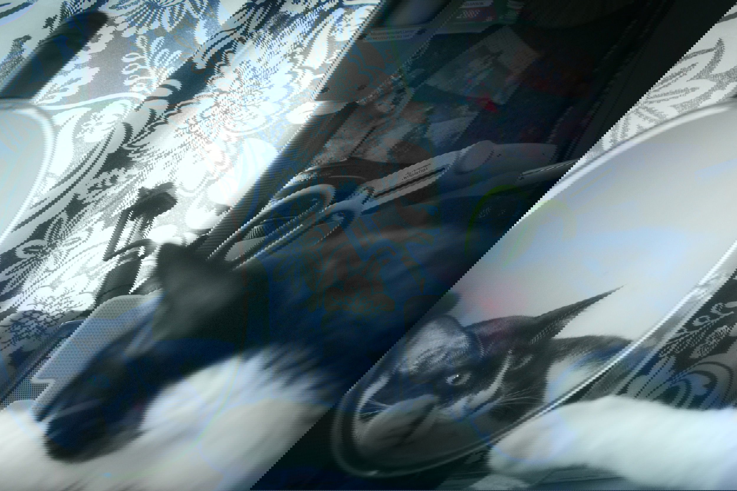 10 WAYS CATS RESEMBLE HUMANS - TIPS4PETS