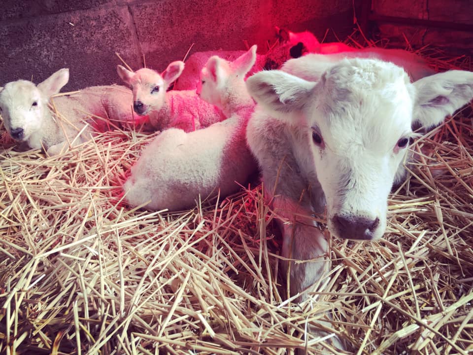 The Williams Family & Farm