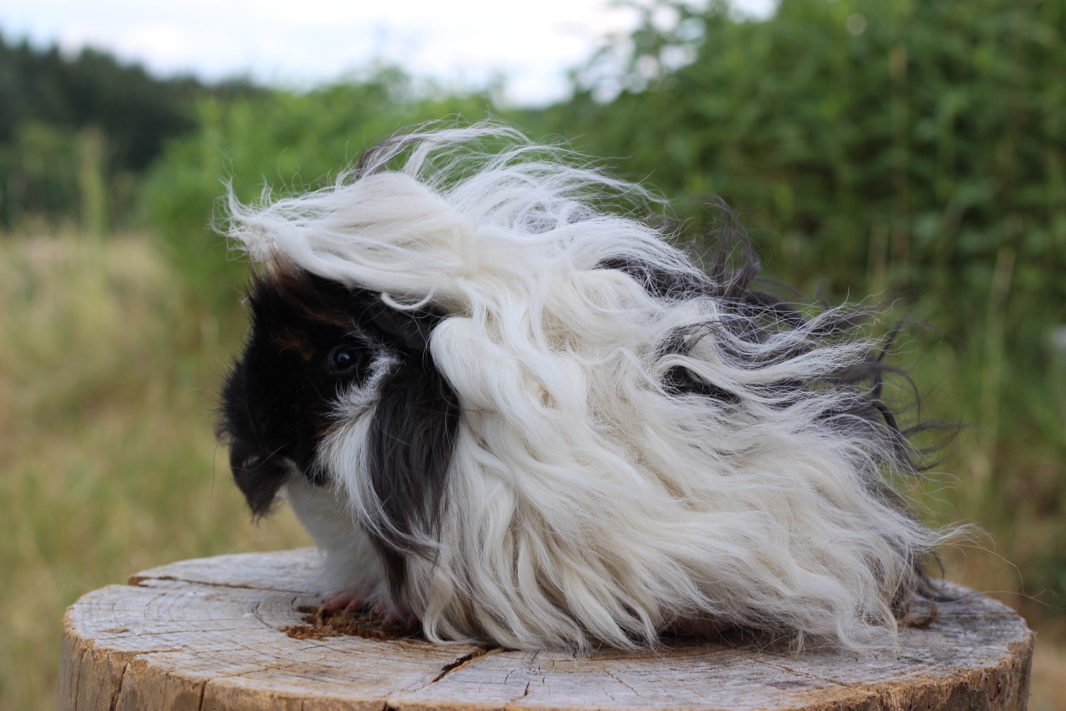 Les Cochons d'Inde Lunkarya, une vraie Passion - La Ferme des Chibottes