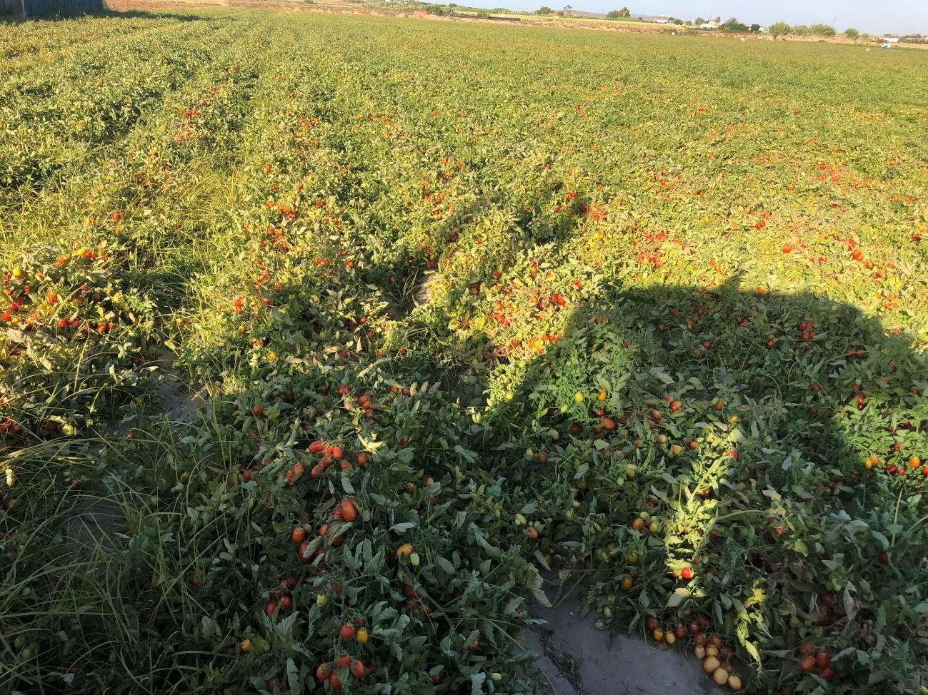 Fusarium en tomate - VUELVETE VERDE