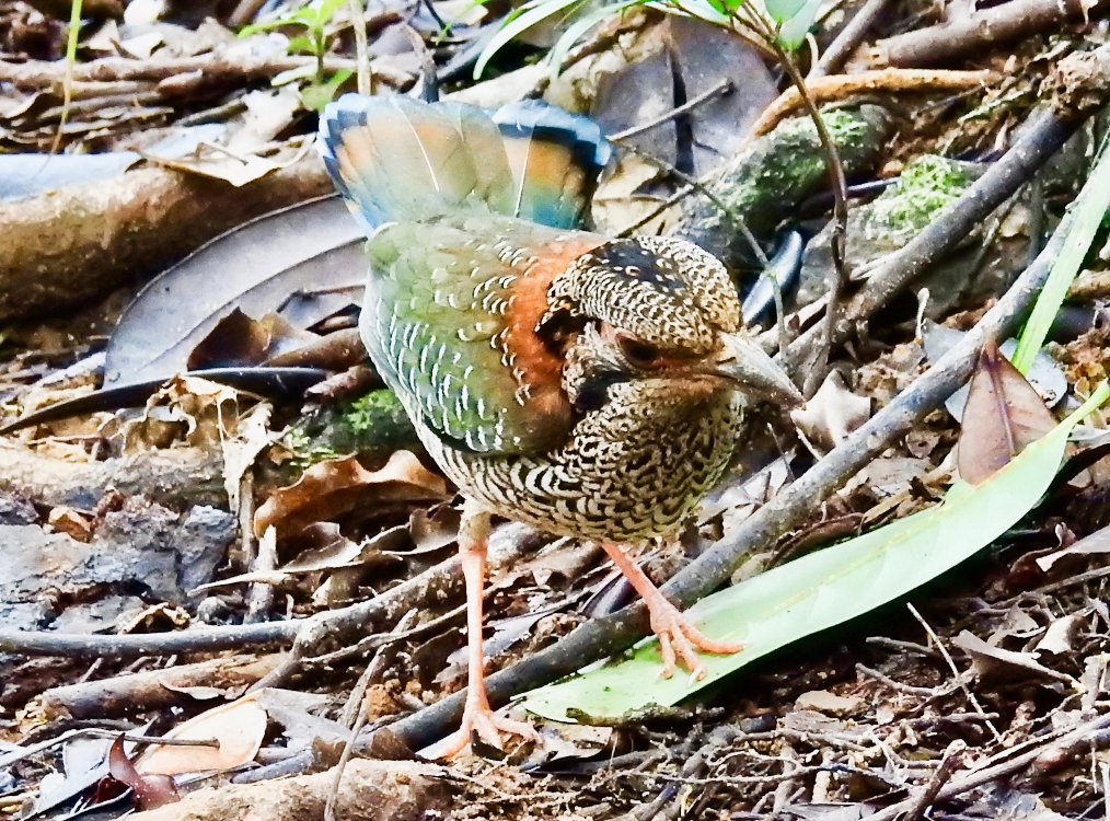 Birding expedition in Madagascar